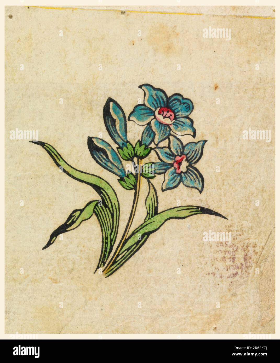 Fleurs et bourgeons bleus de tuberose avec des feuilles sur une seule ...