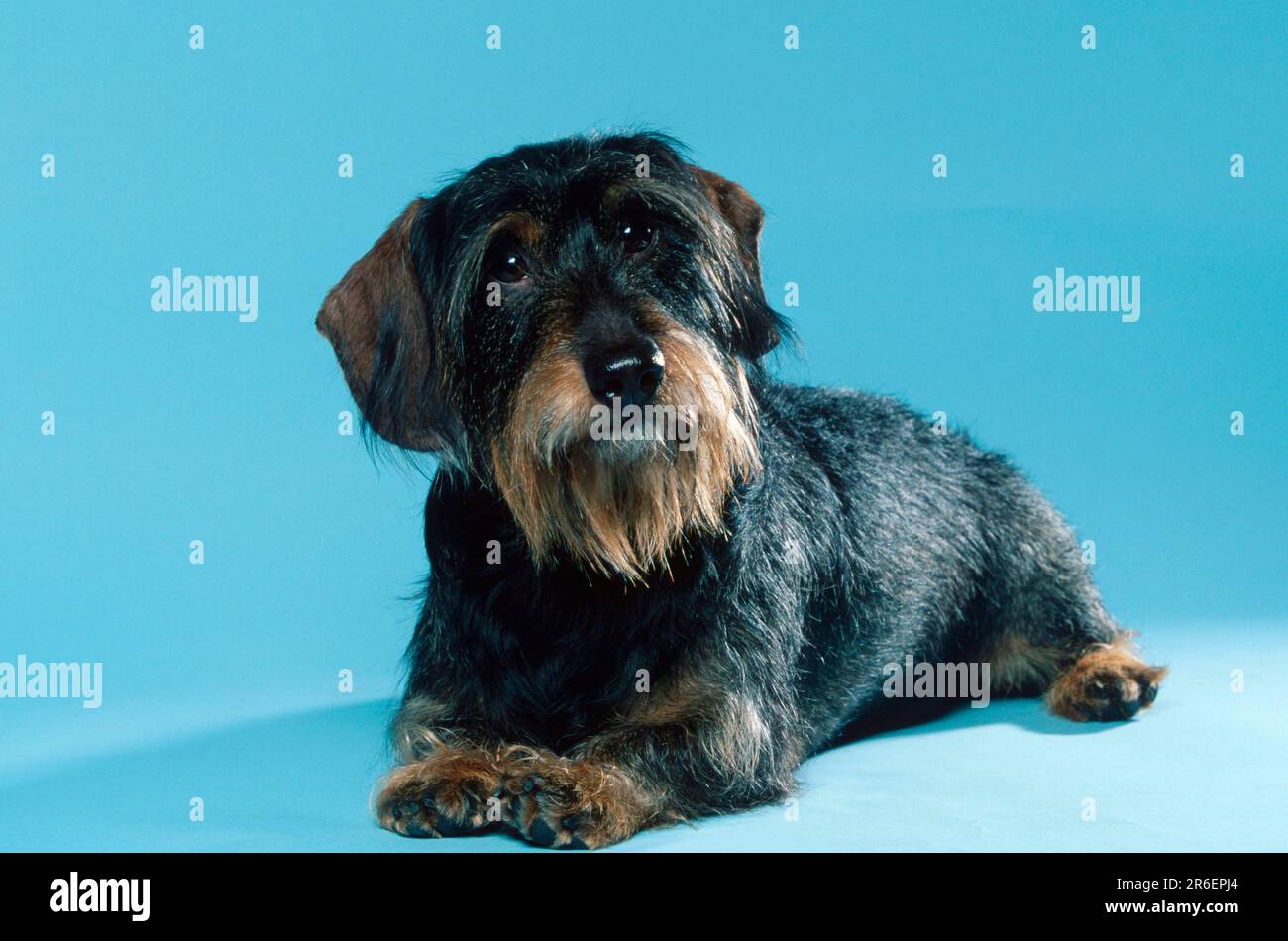 Photo teckel Banque de photographies et d’images à haute résolution - Alamy