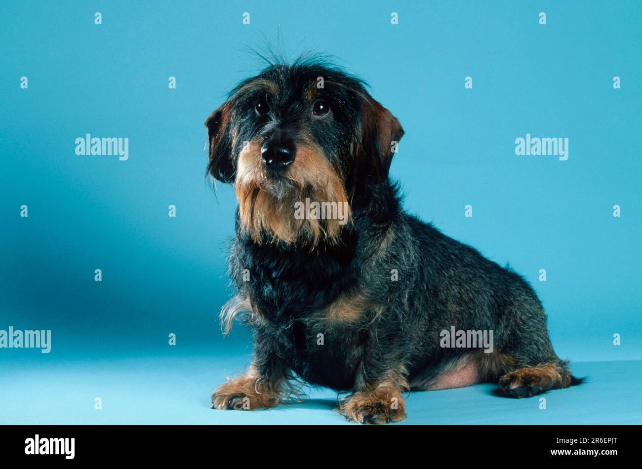Photo teckel Banque de photographies et d’images à haute résolution - Alamy