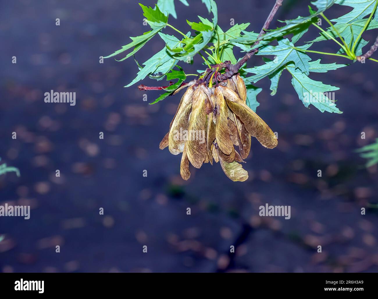Maple tree seeds close up erable sucre Banque de photographies et d ...