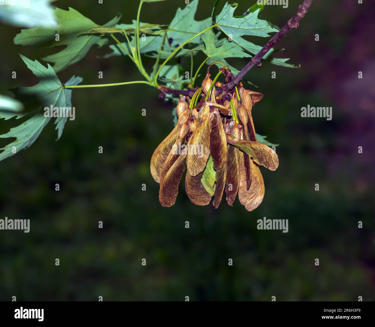 Maple tree seeds close up erable sucre Banque de photographies et d ...