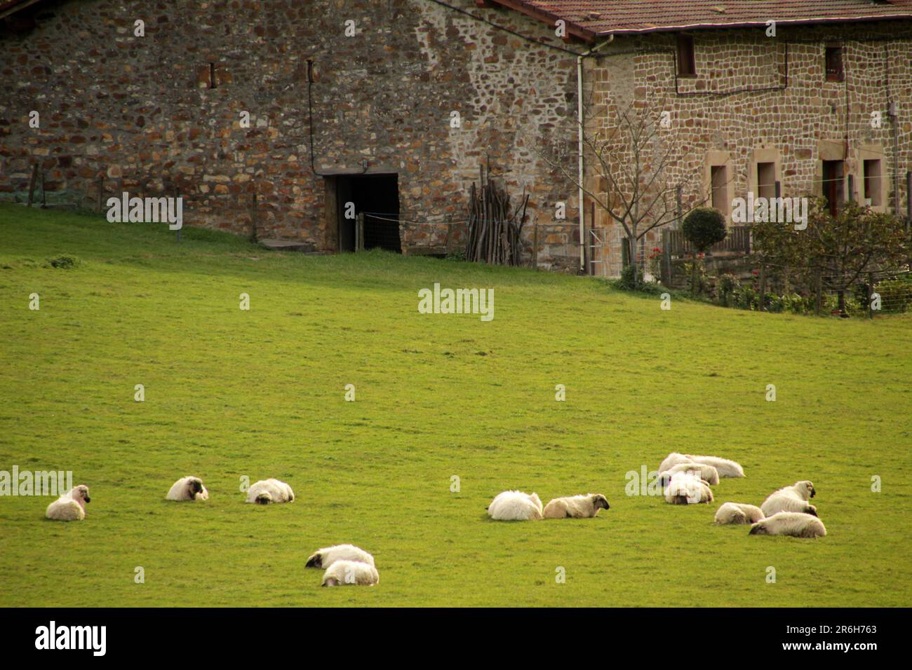 Un troupeau de moutons paisiblement paître dans une prairie verdoyante ...