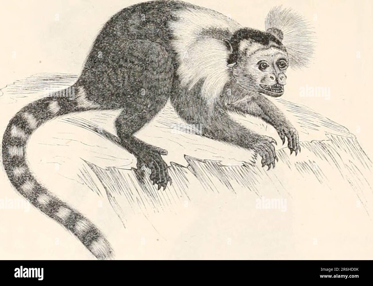 Encyclopédie d'histoire naturelle; ou, Traité compet de cette science d ...