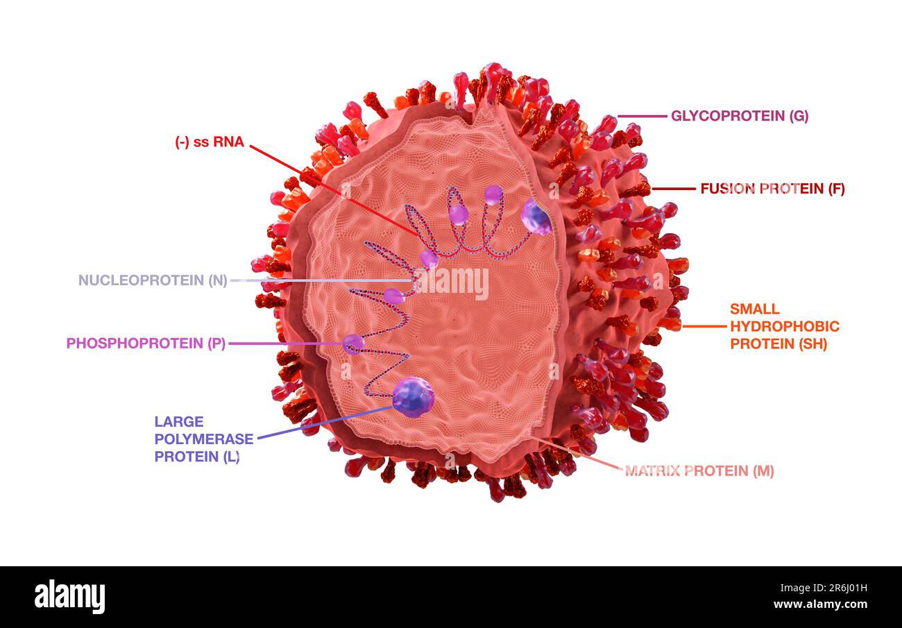 Syncytial respiratoire humain Banque d'images détourées - Alamy