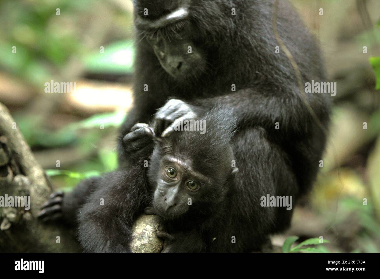 Cycle de reproduction des macaques Banque de photographies et d’images ...