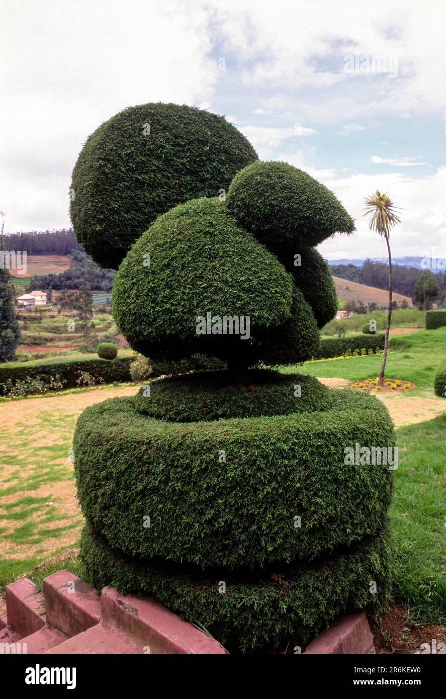 Art de couper des arbres (Cypress macrocarpa) plante utilisée pour la ...