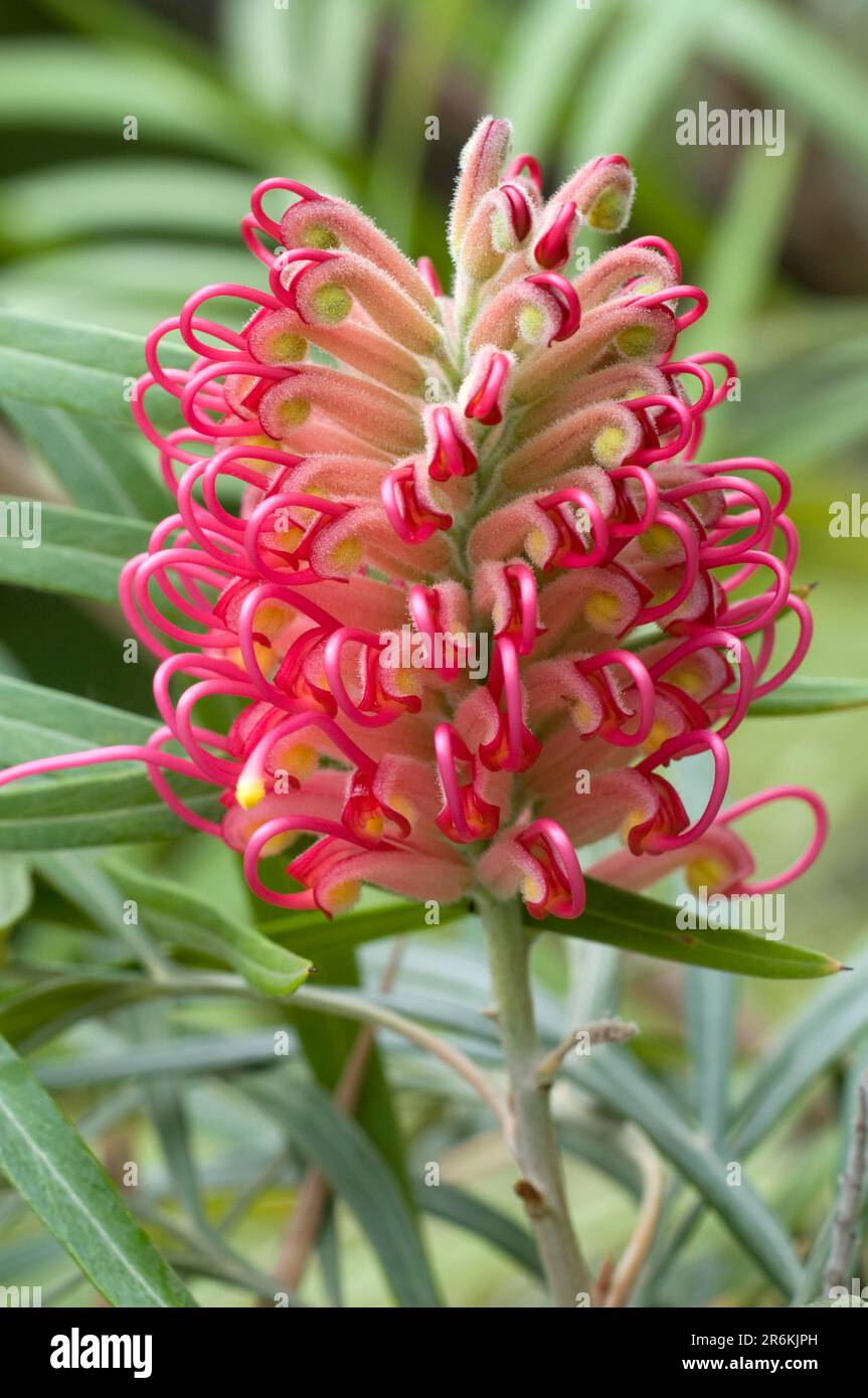 Arbre kahili Banque de photographies et d’images à haute résolution - Alamy