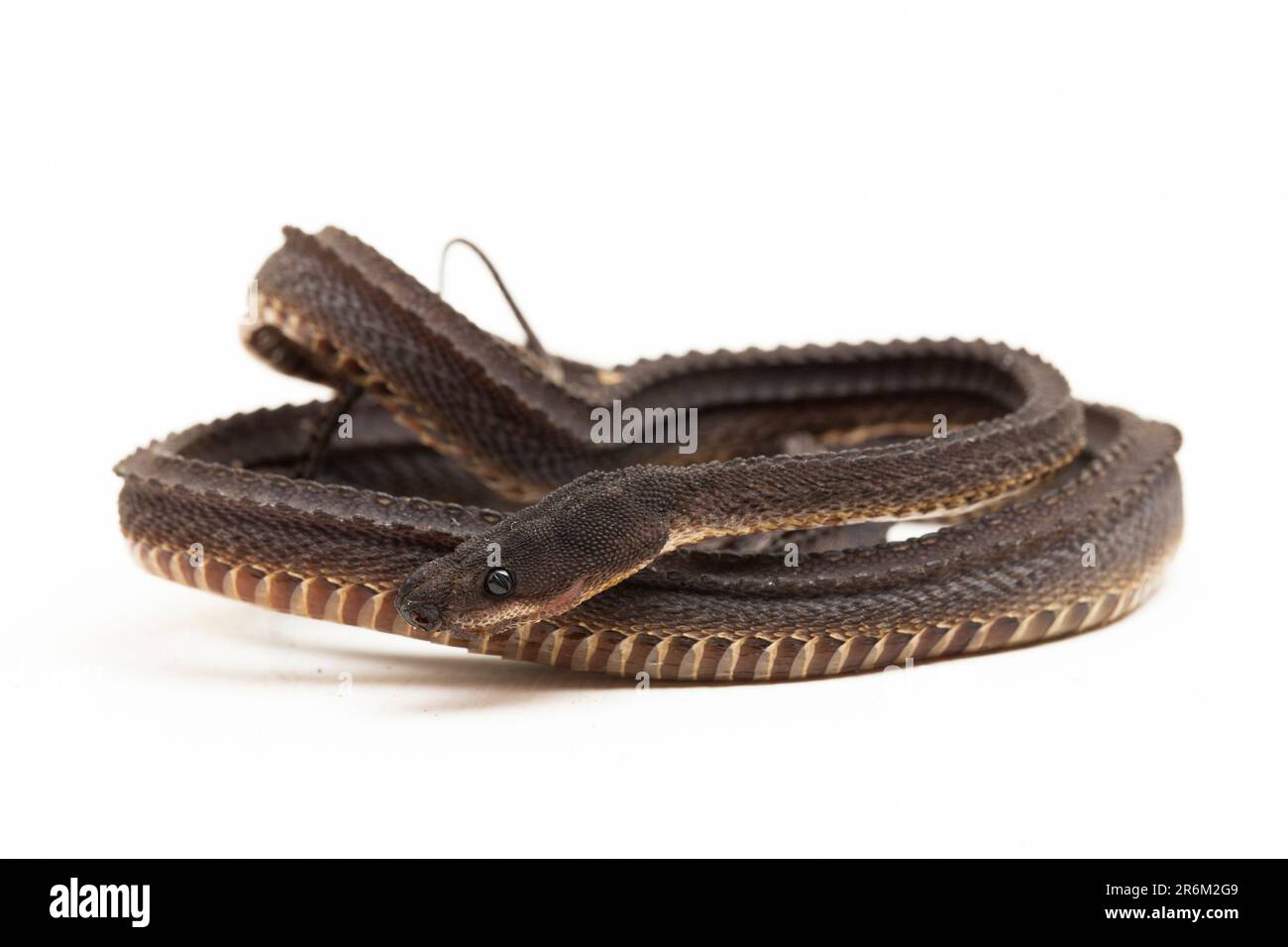 Le serpent dragon, le serpent tubercle Javan, le serpent à boue Javan ...