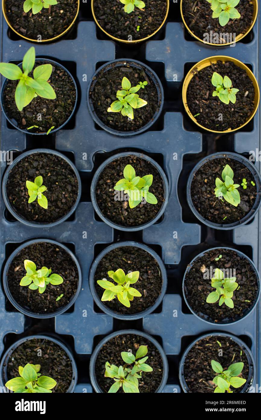 Pots en plastique avec divers légumes plantules. Plantation de jeunes ...