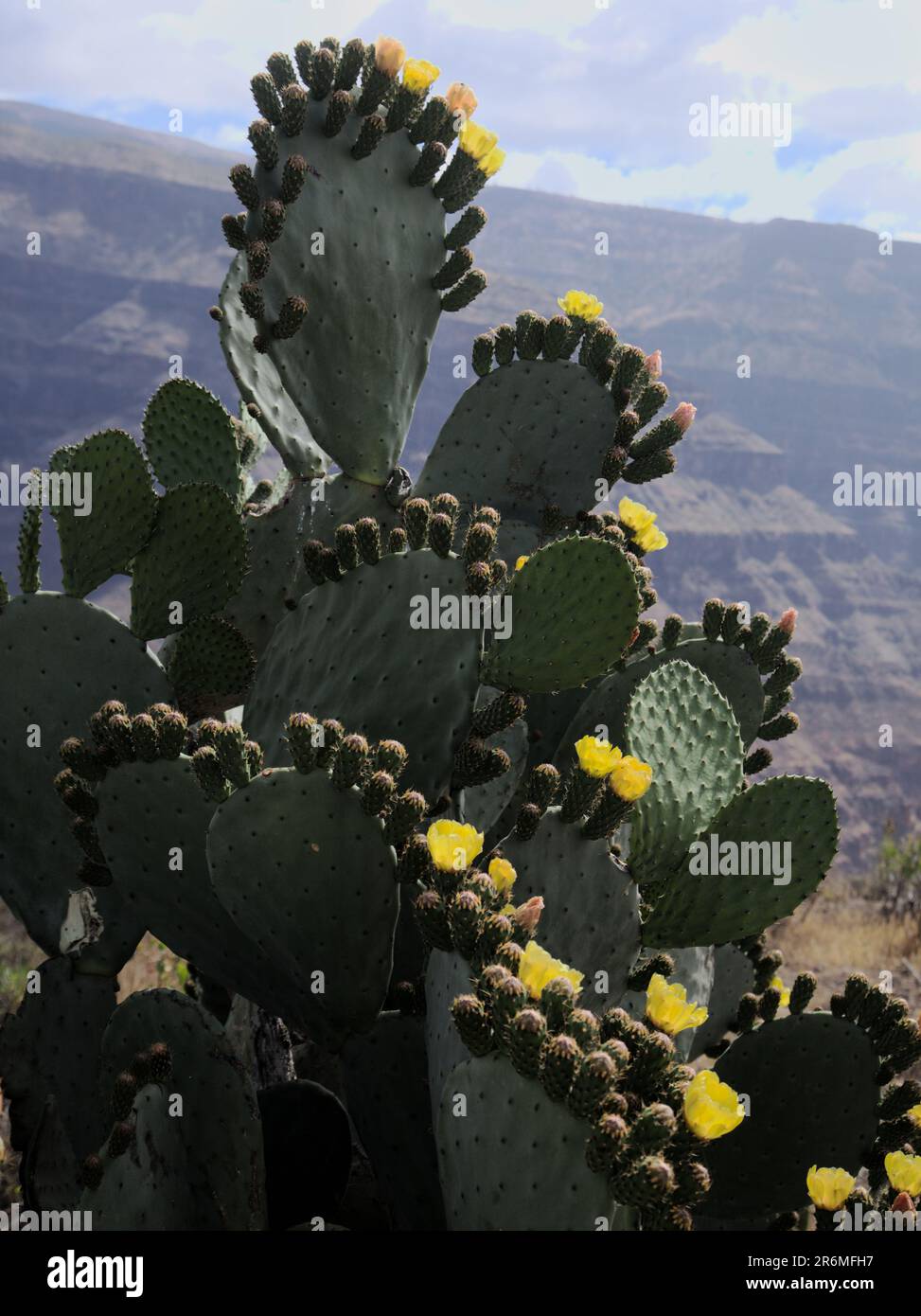 Opuntia maxima Banque de photographies et d’images à haute résolution ...