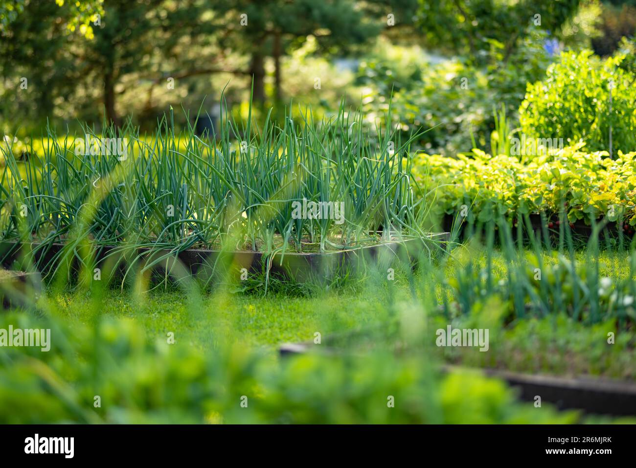 Cultiver des oignons en été. Faire pousser ses propres herbes et ...
