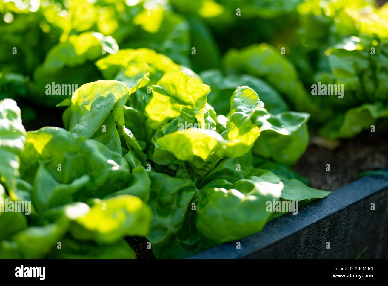 Culture de la laitue en été. Faire pousser ses propres herbes et ...