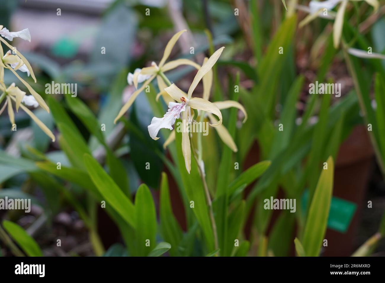 Fleur d'orchidée en latin appelée Miltonia flavescens, la miltonia ...