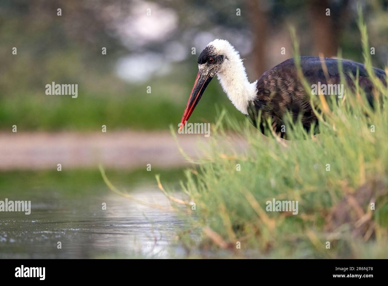 Ciconien à cou laineux africain ou laoollycou africain (Ciconia ...