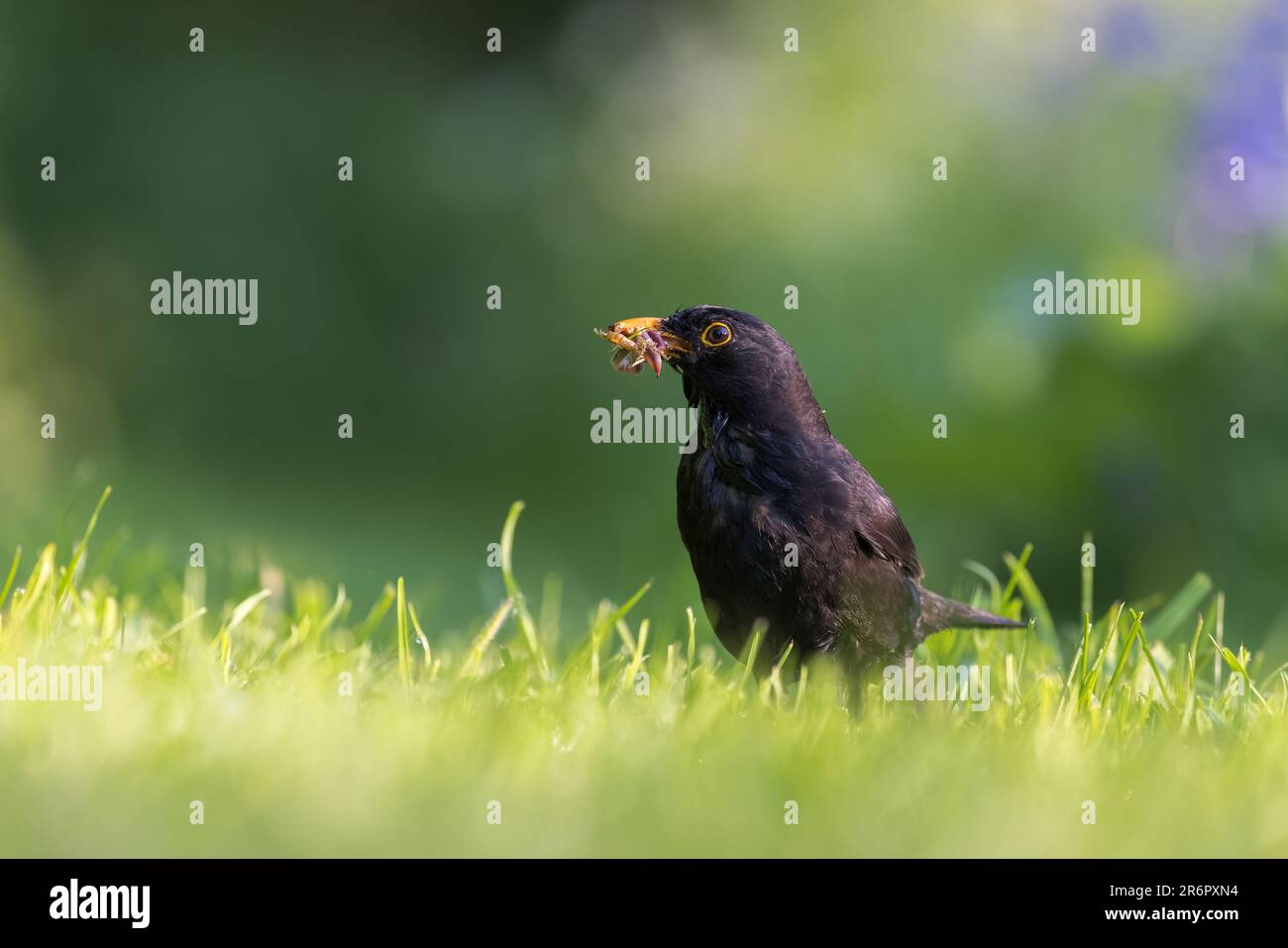 Oiseau noir commun [ Turdus merula ] sur la pelouse du jardin avec son ...