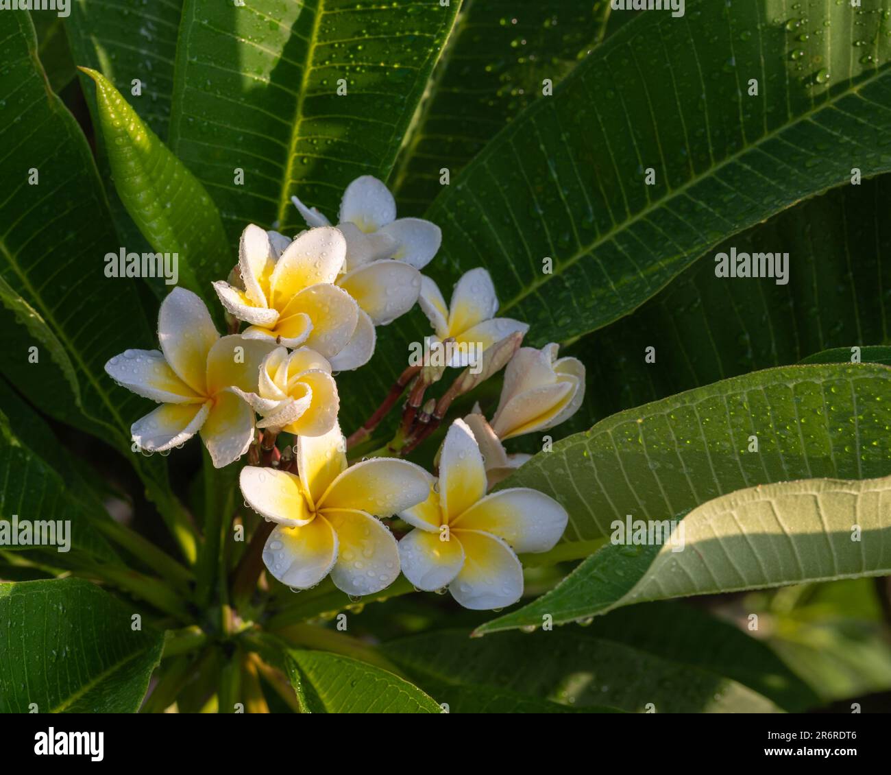 Feuille tropicale pluie sur fond blanc Banque de photographies et d’images à haute résolution ...