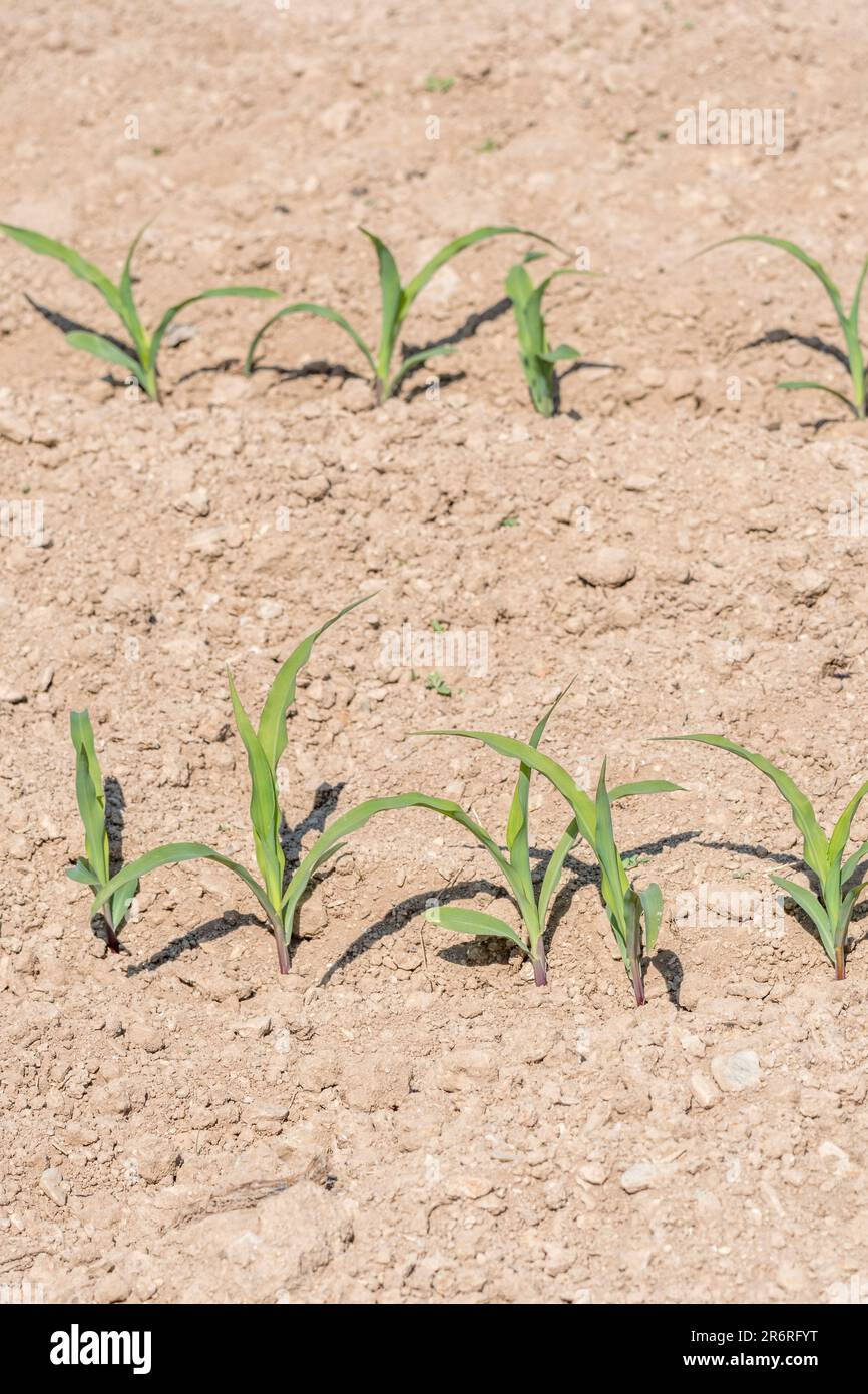 Sweet corn crop Banque de photographies et d’images à haute résolution ...