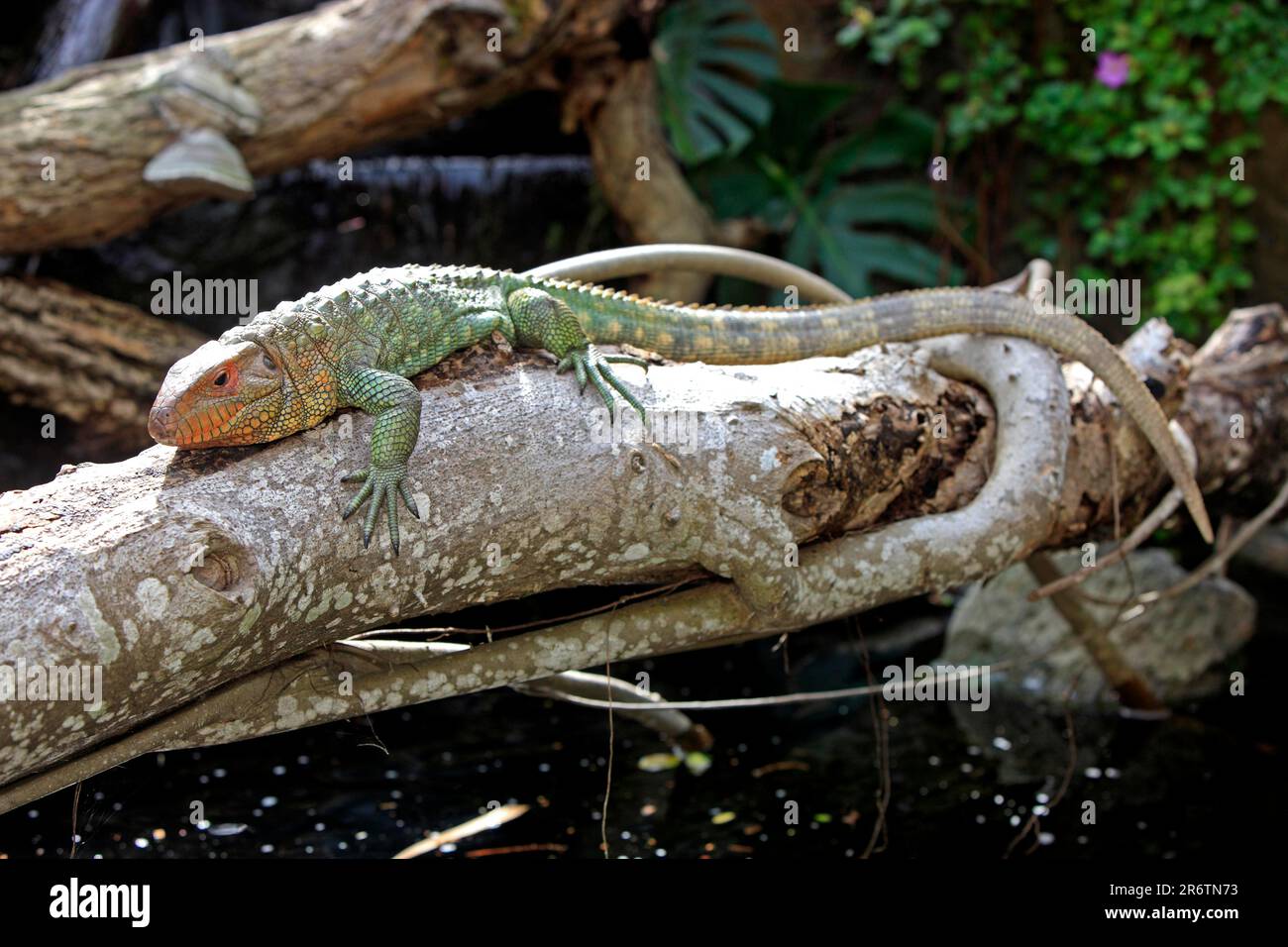 Lézard caïman dracaena guianensis Banque de photographies et d’images à ...