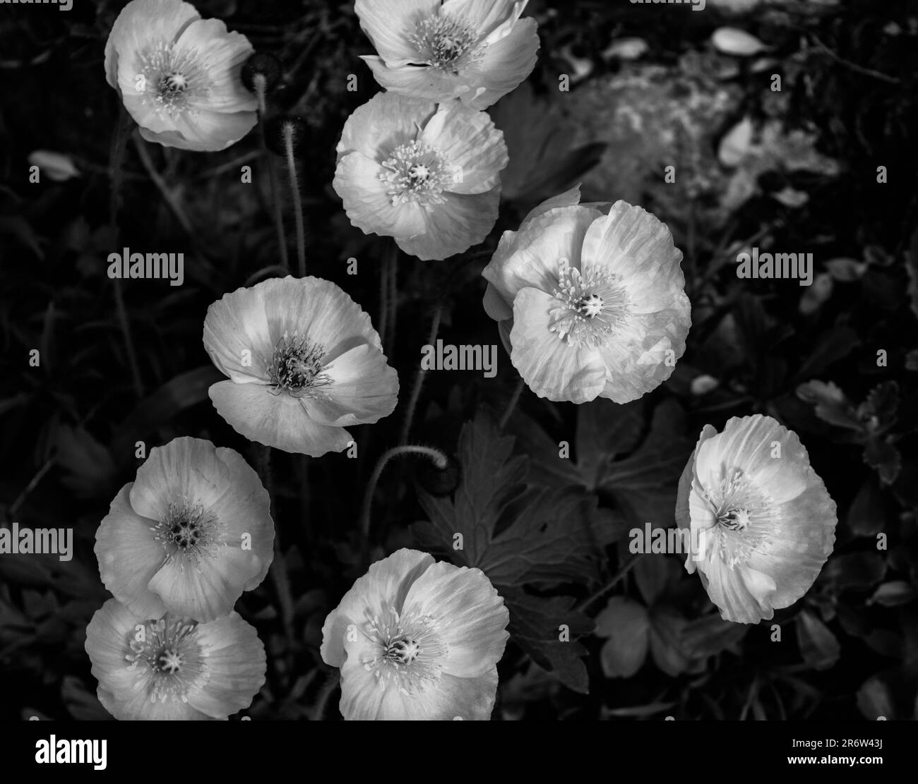 Fleurs piquantes Banque d'images noir et blanc - Alamy