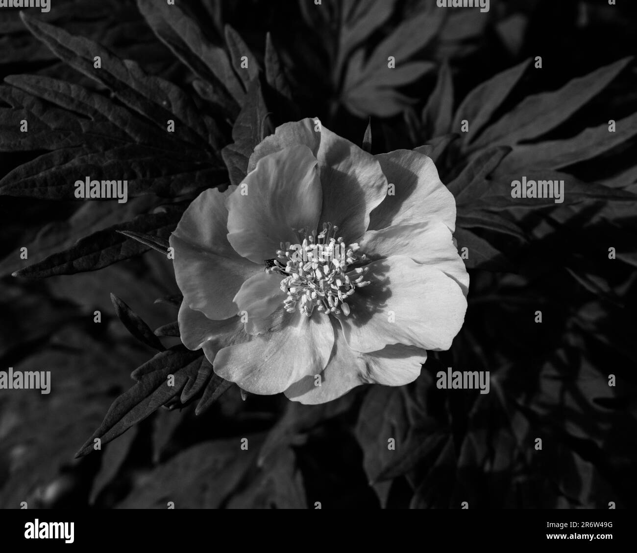 Fleurs sauvages dans le jardin Banque d'images noir et blanc - Alamy