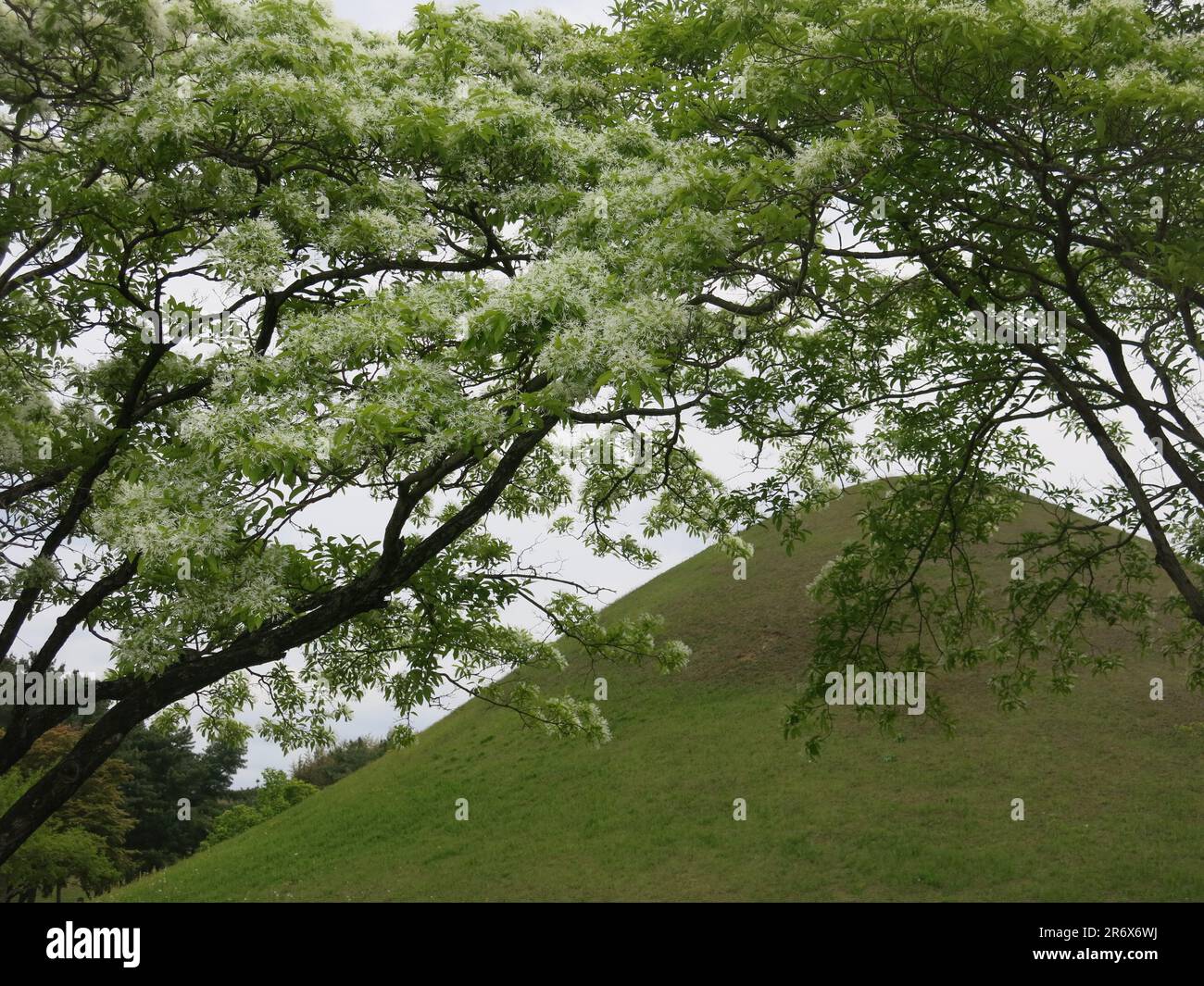 Tumuli Park, Gyeongju: Les hilares herbeuses caractéristiques qui sont ...