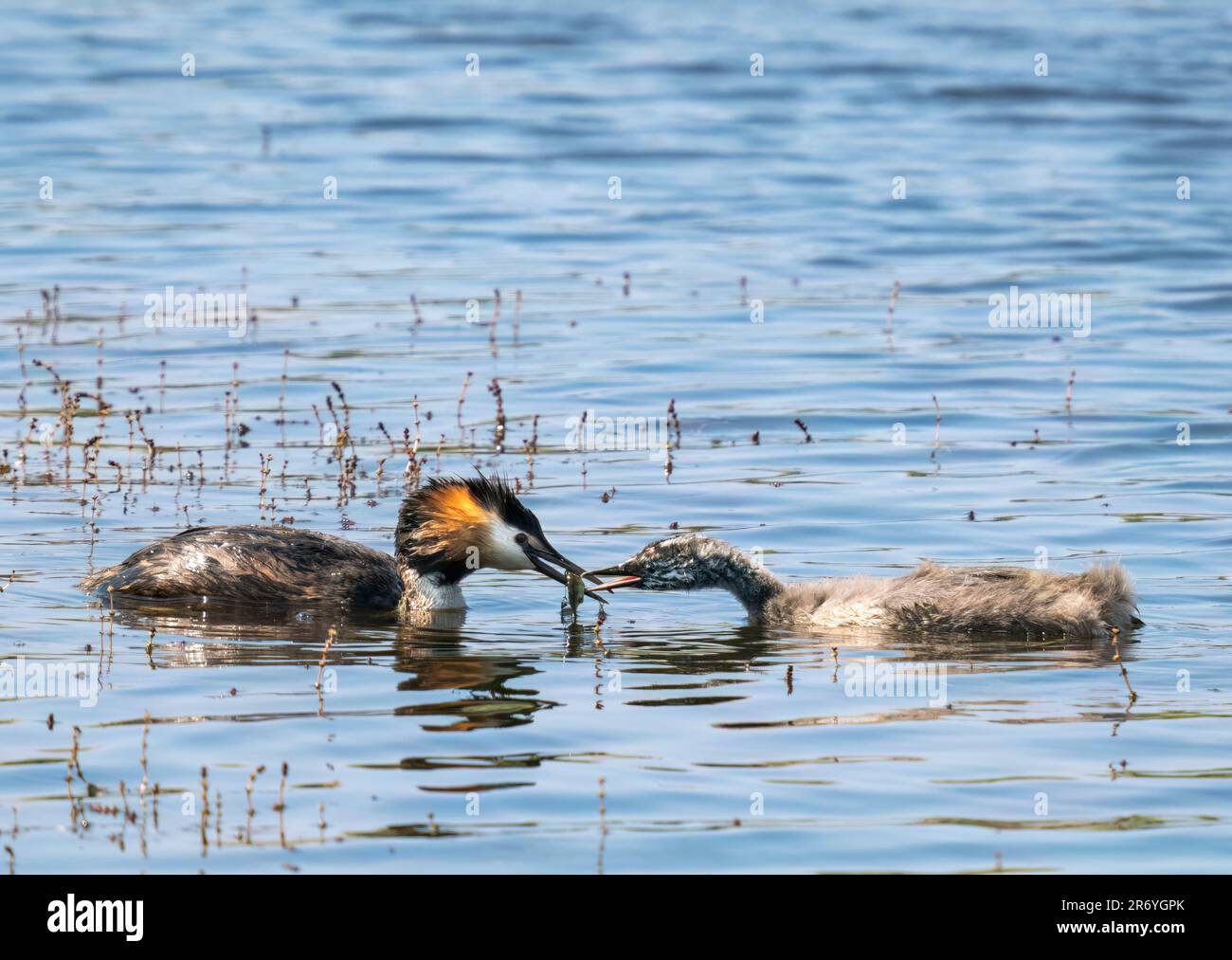 Un élégant Grand Grebe à crête, (Podiceps cristatus), avec l'un de ses ...