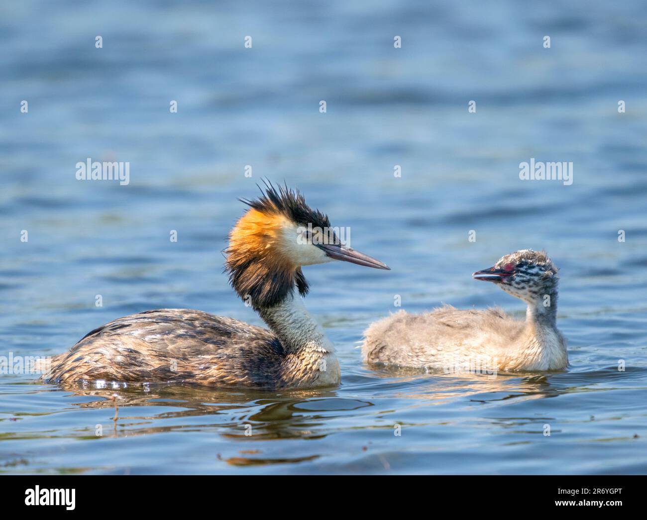 Un élégant Grand Grebe à crête, (Podiceps cristatus), avec l'un de ses ...