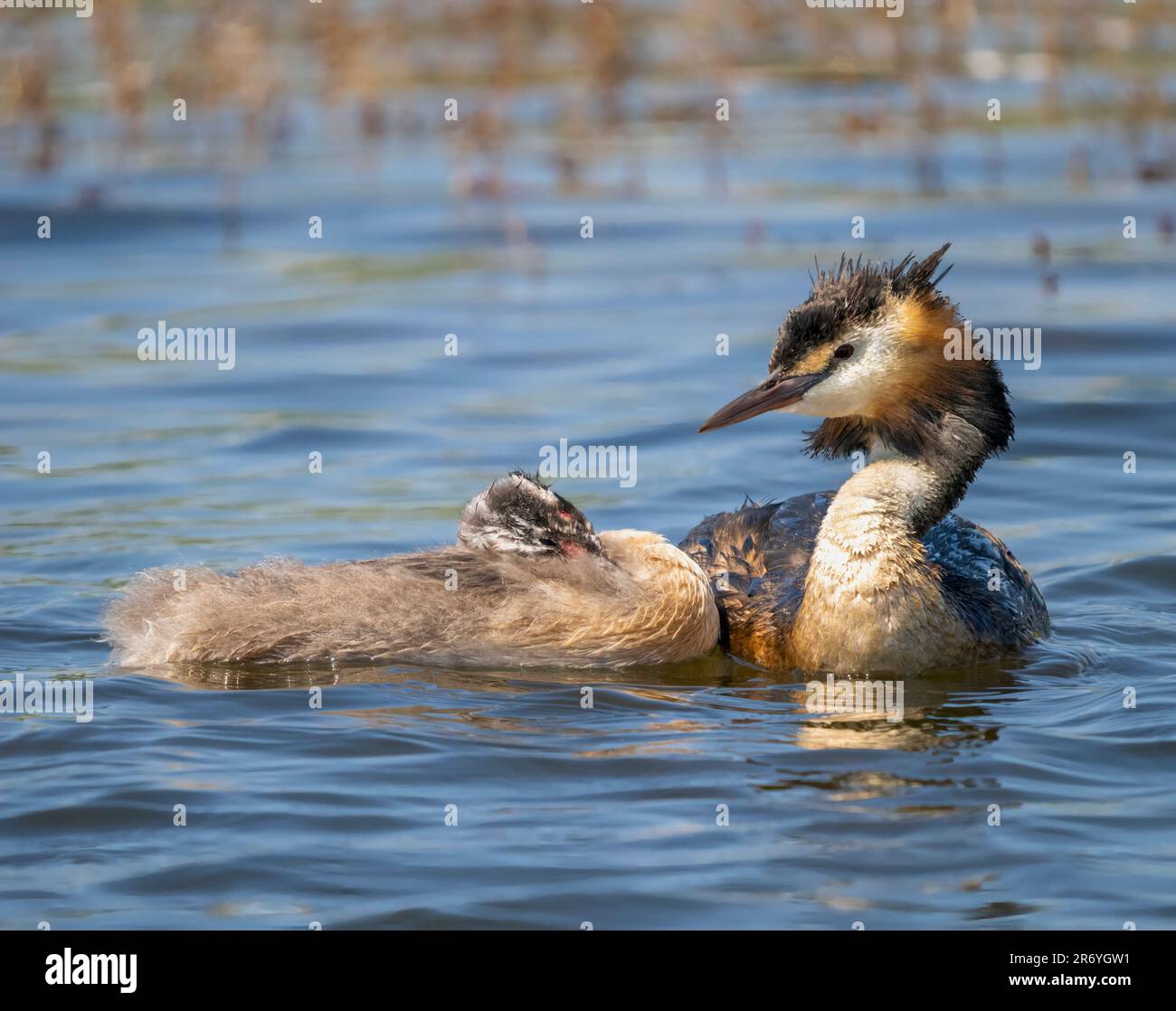 Un élégant Grand Grebe à crête, (Podiceps cristatus), avec l'un de ses ...