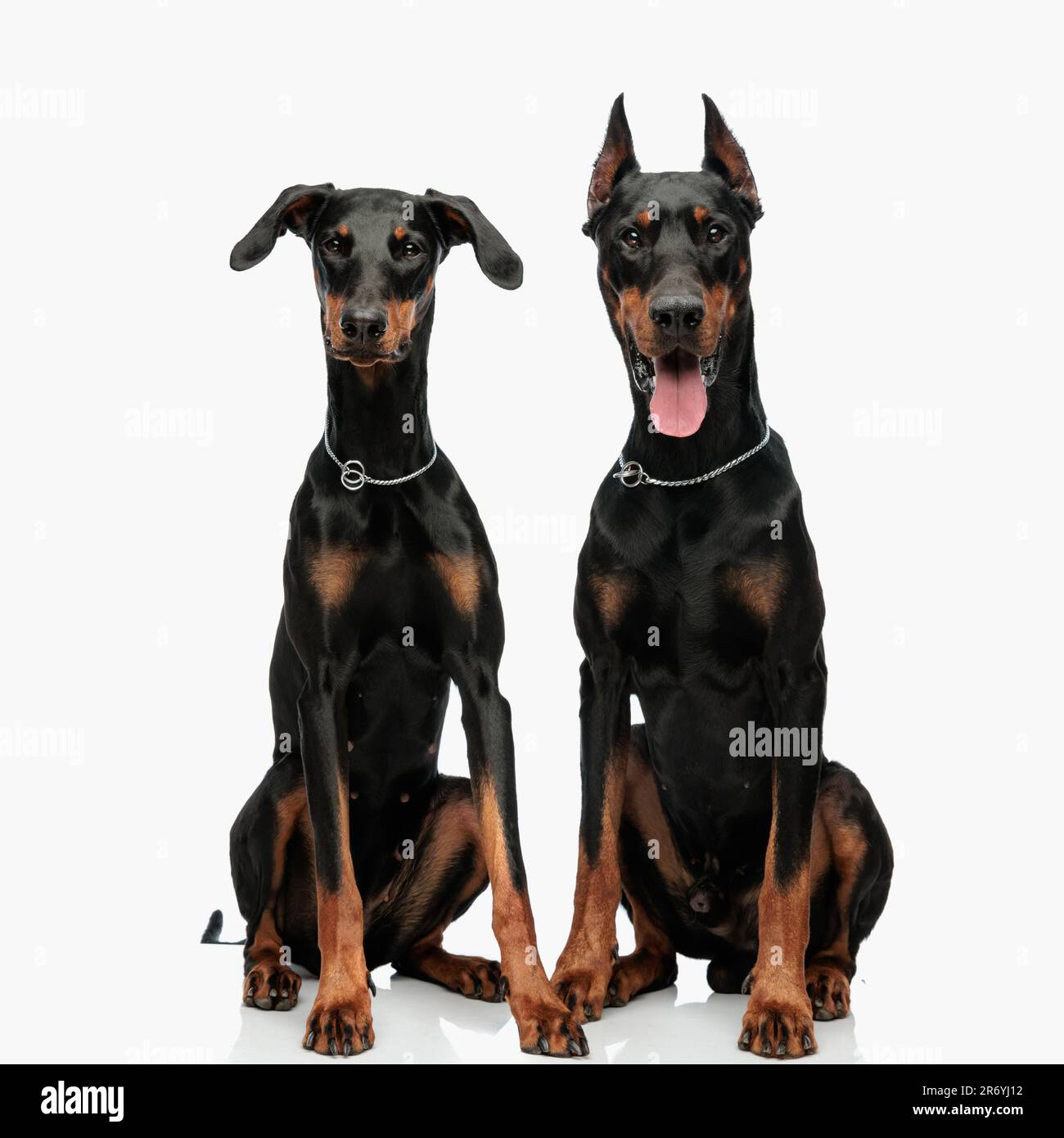joyeux chien dobermann qui colle à la langue et qui est assis à côté de ...