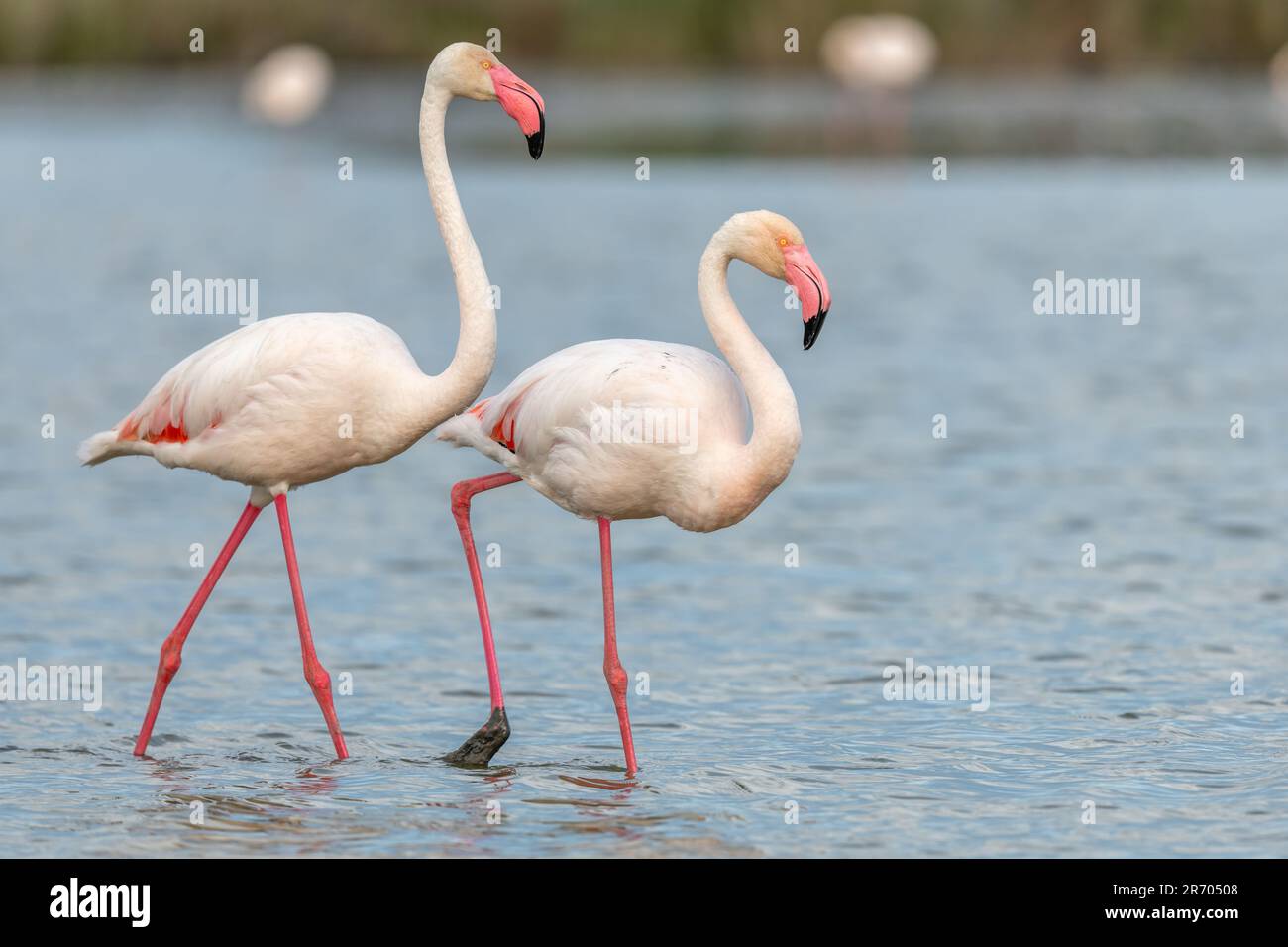 Grand Flamingo (Phoenicopterus roseus) dans un marais au printemps ...
