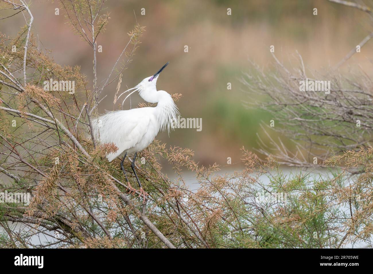 Petite Egret (Egretta garzetta) dans une colonie de nidification au ...