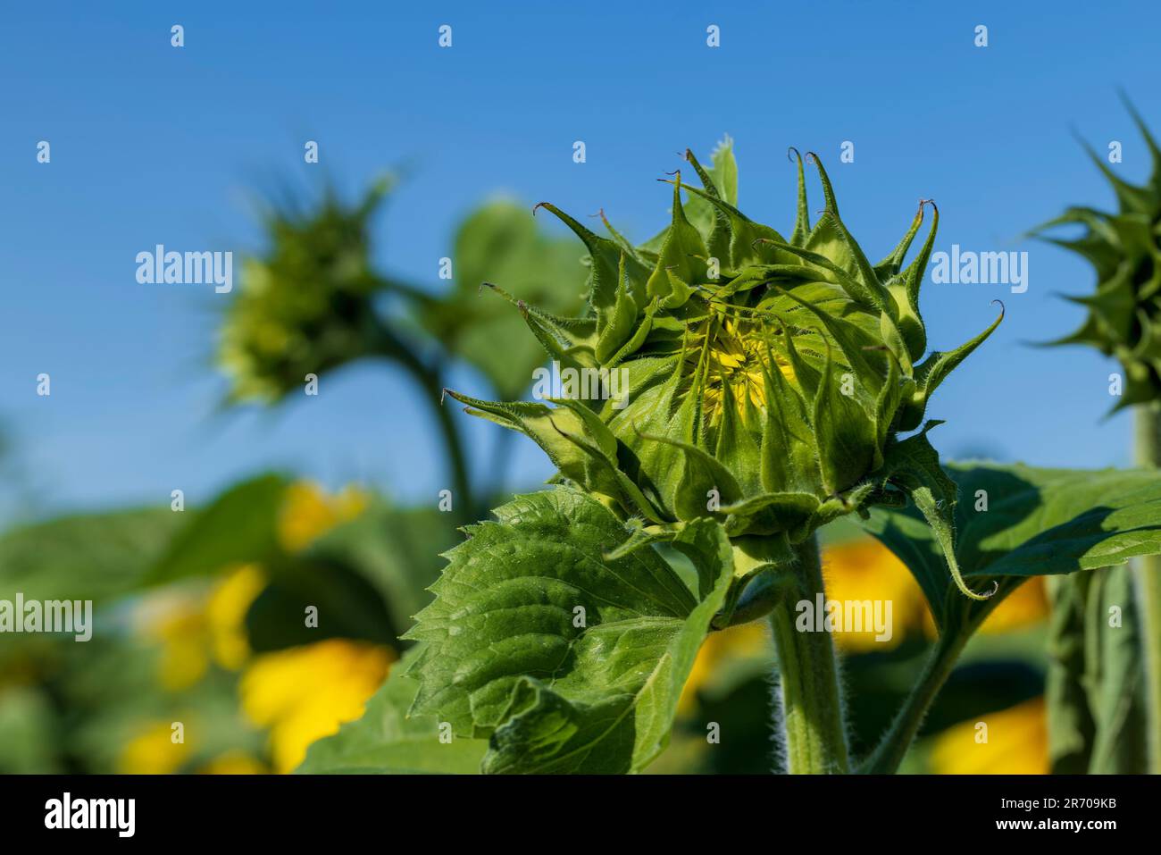 Beaux tournesols jaunes fleuris en été, les tournesols sont cultivés ...
