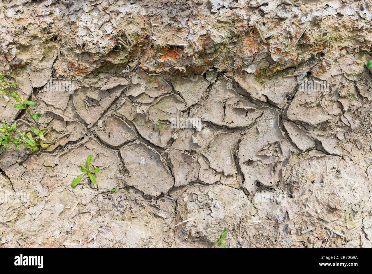 sol fissuré séché dans un champ pendant une sécheresse, sol séché dans ...