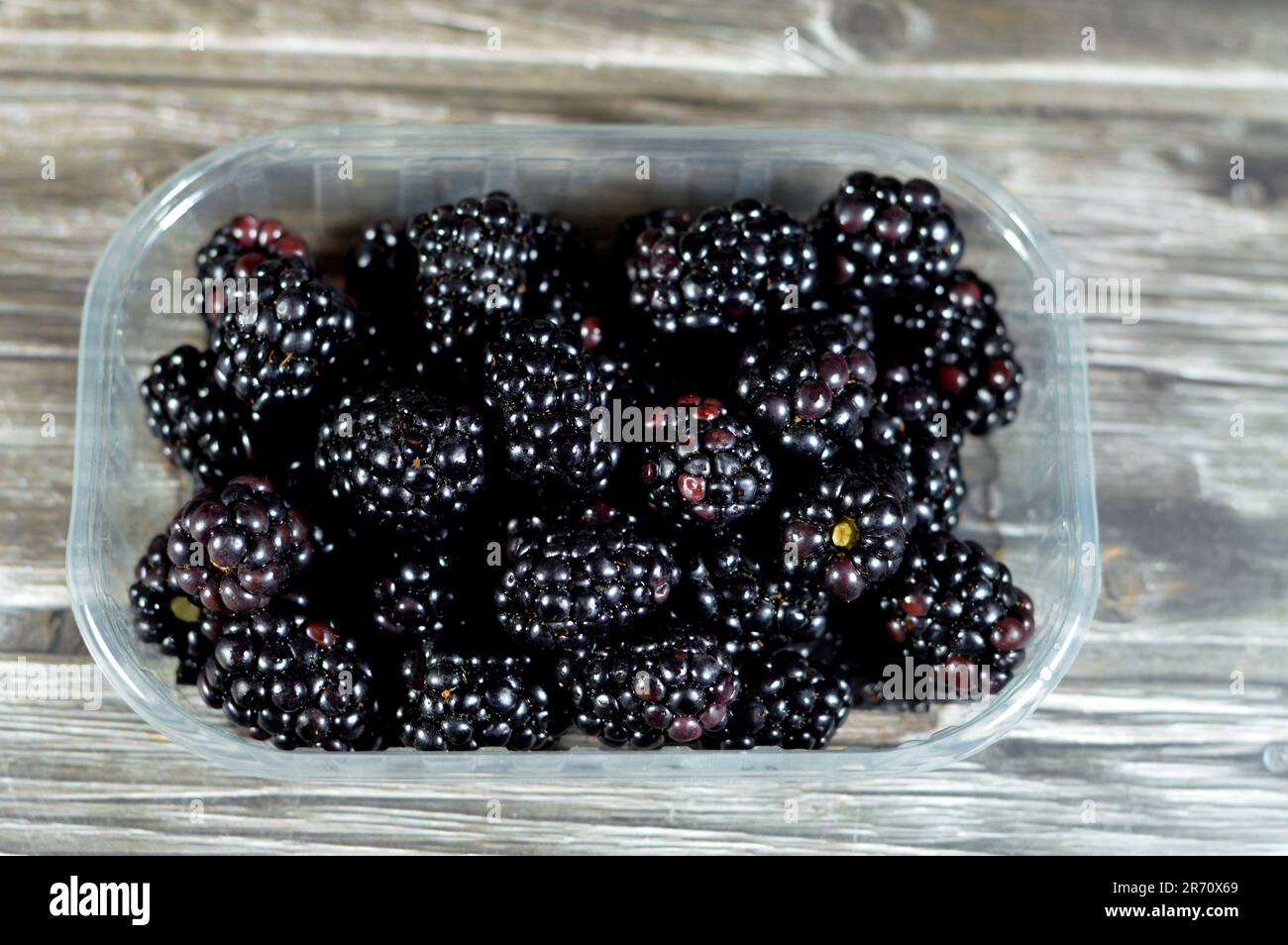 BlackBerry, fruit comestible de nombreuses espèces du genre Rubus de la ...