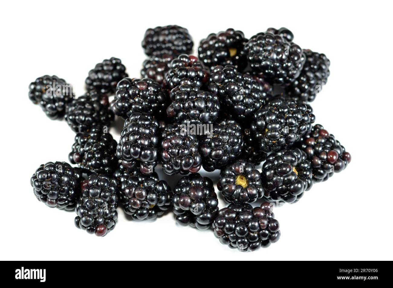 BlackBerry, fruit comestible de nombreuses espèces du genre Rubus de la ...