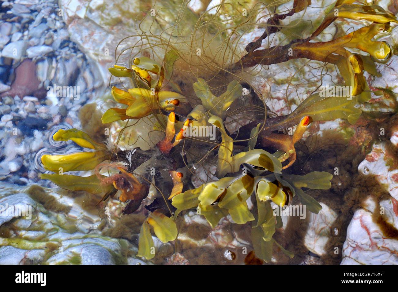 Algues du spitzberg Banque de photographies et d’images à haute ...
