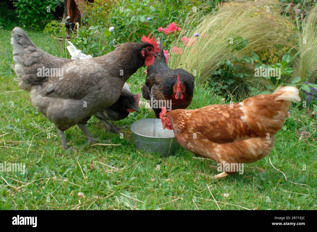 Poules pondeuses dans un jardin, poules rouges, cendres ou poules ...