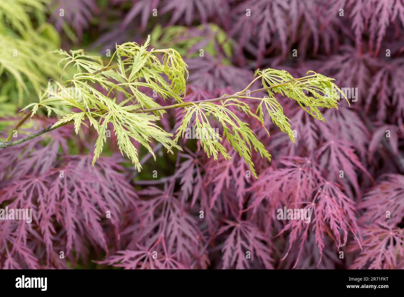 Feuilles d'érable japonaises au printemps, Acer palmatum dissectum ...