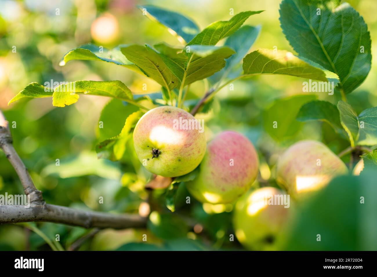 Pommes rouges sur branche de pommier le chaud jour d'automne. Récolte ...