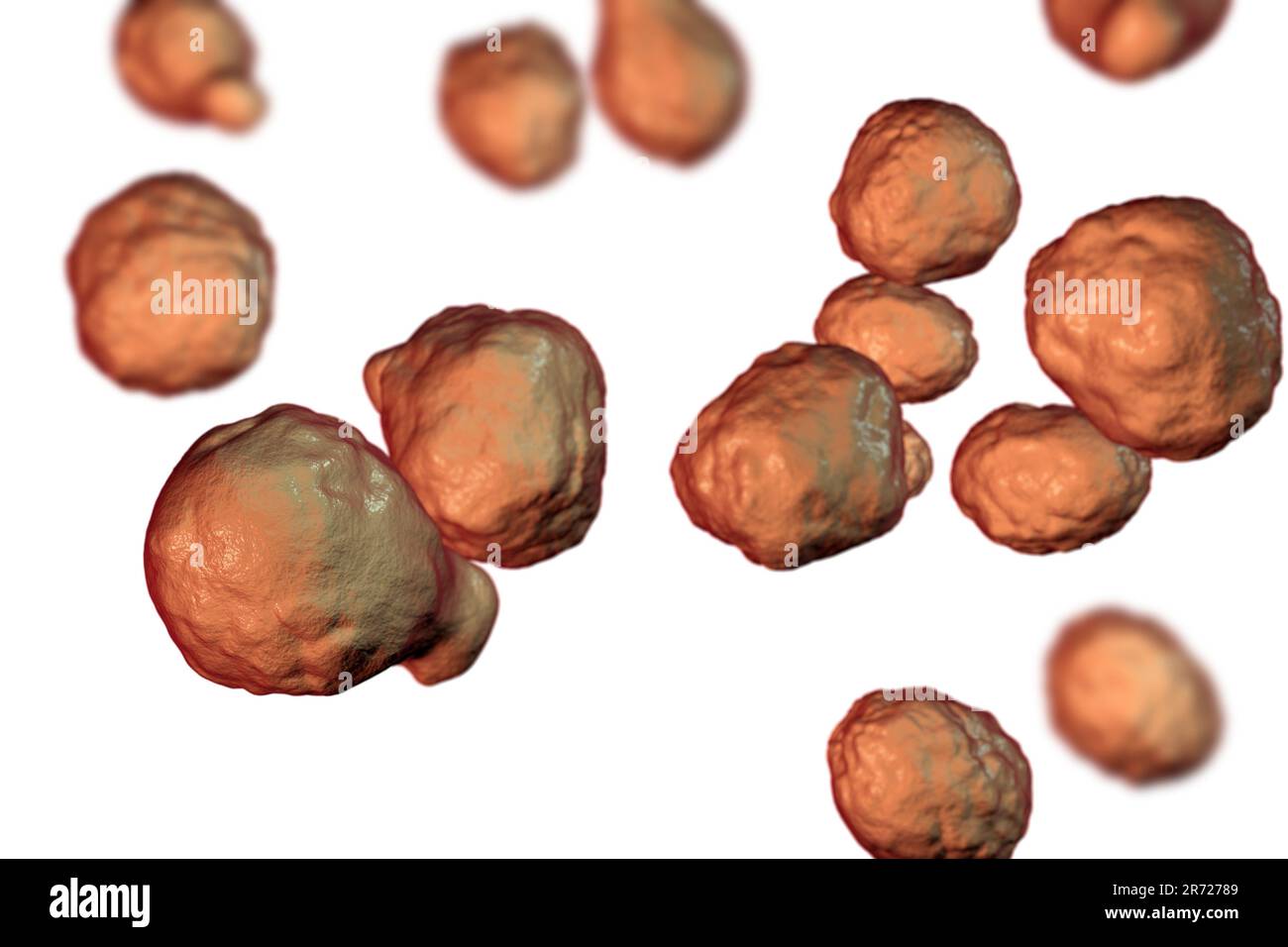 Cryptococcus neoformans fungus, computer illustration. C. neoformans is ...