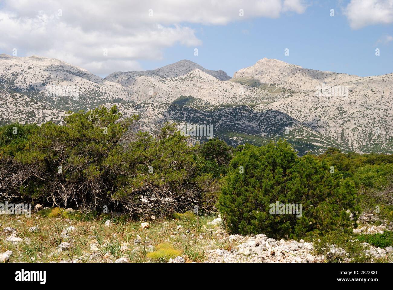Sos mojos Banque de photographies et d’images à haute résolution - Alamy
