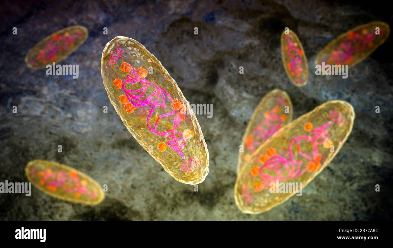 Bactérie de la peste (Yersinia pestis), illustration informatique. Y ...