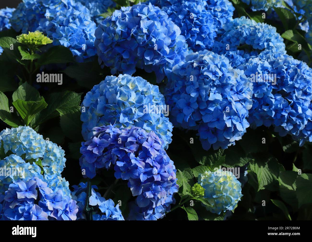Blue Hydrangea ou Hortensia - Hydrangea macrophylla buisson en fleur ...
