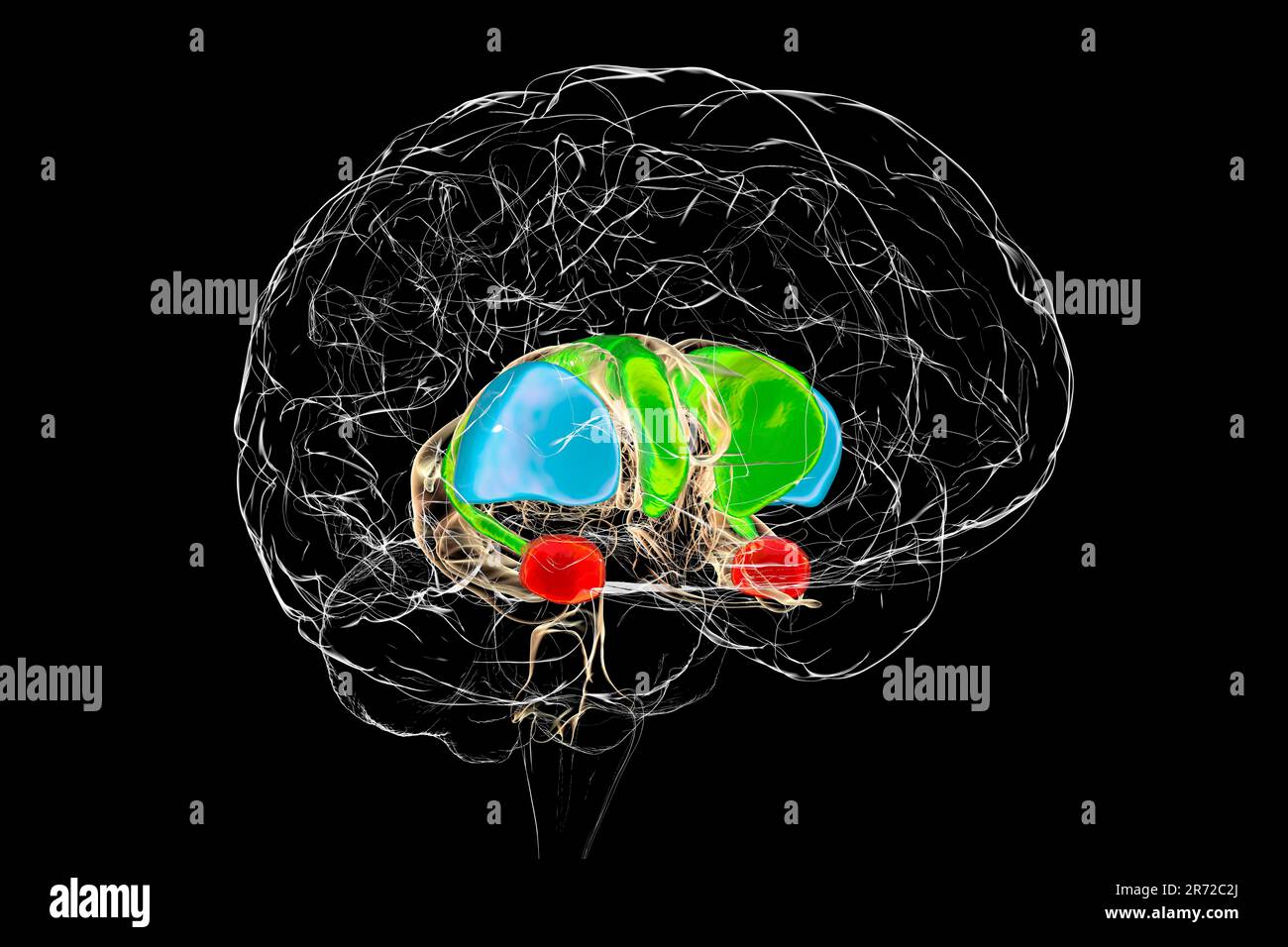 Anatomie du striatum dorsal du cerveau, illustration informatique. Le ...