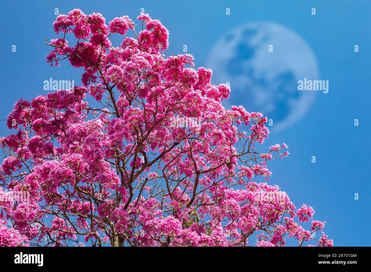 (Handroanthus heptaphyllus) gros plan de la belle trompette rose ...