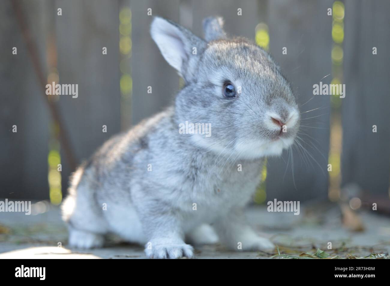 Bébé lapin trop mignon Banque de photographies et d’images à haute résolution - Alamy