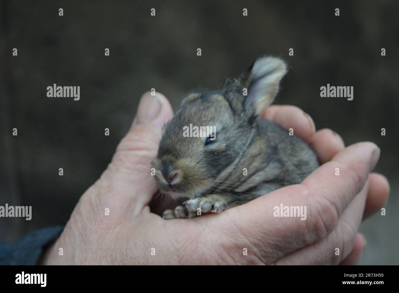 Bébé lapin trop mignon Banque de photographies et d’images à haute ...