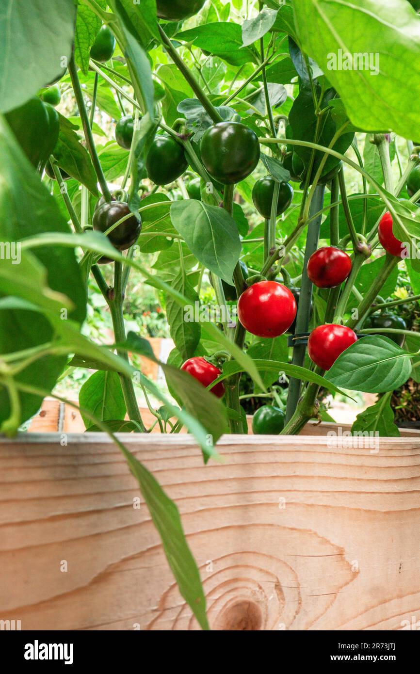 Poivron rouge sur une brousse dans un jardin d'été.Mini plantes pour le ...