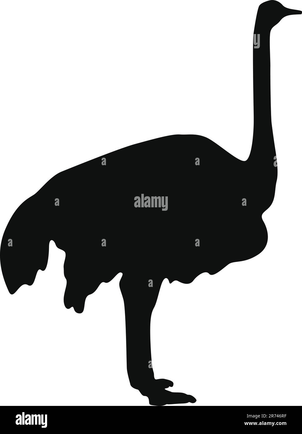 Plume d'autruche Banque d'images vectorielles - Alamy