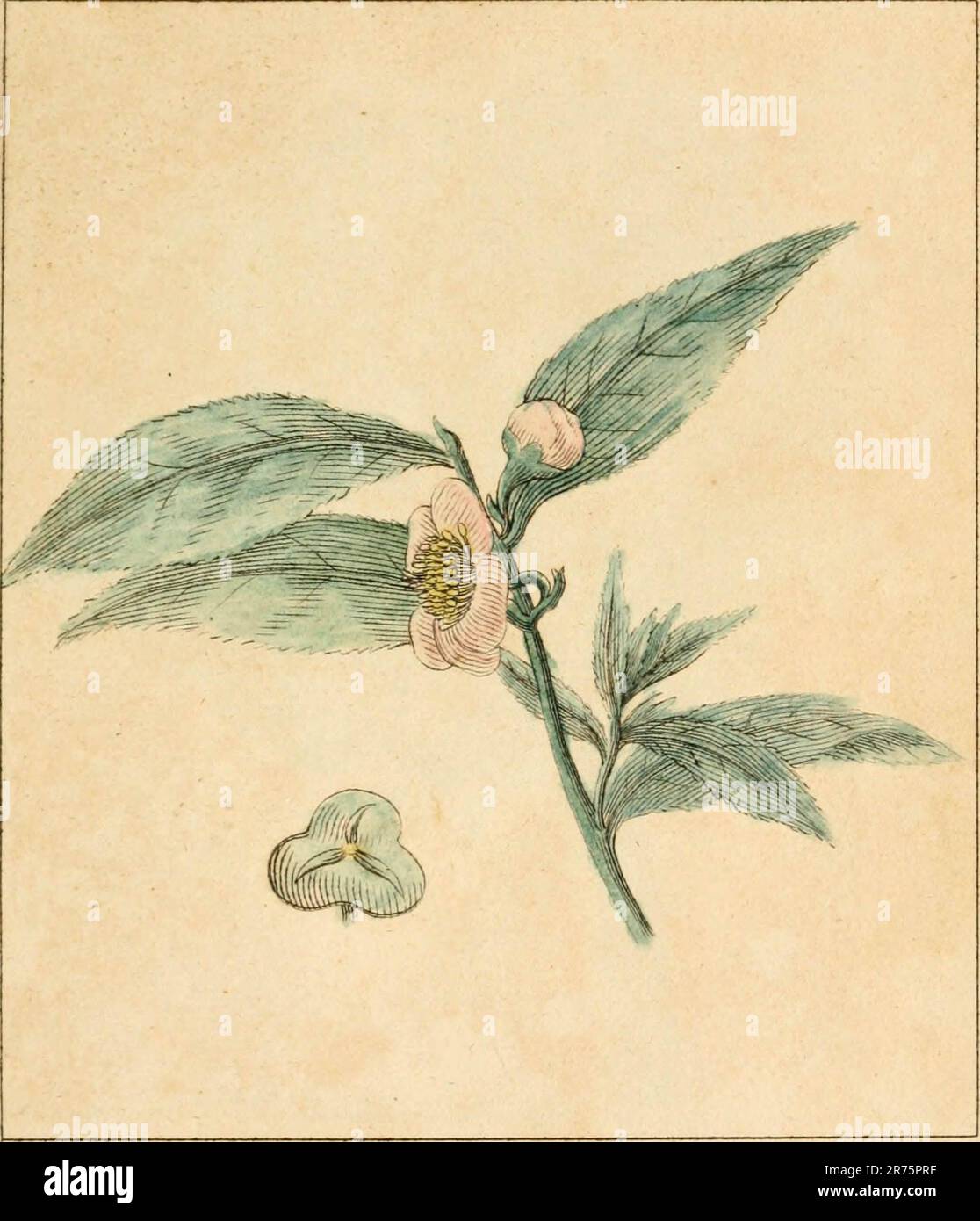 «Éléments de la science de la botanique, tels qu'établis par Linnaeus ...